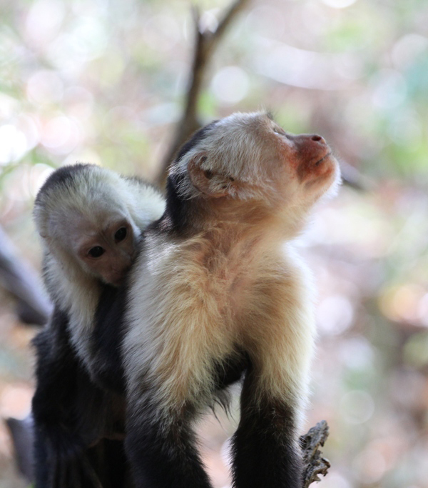 Adopt-a-Monkey - Gadget