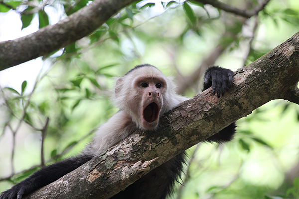 Adopt-a-Monkey - Gadget